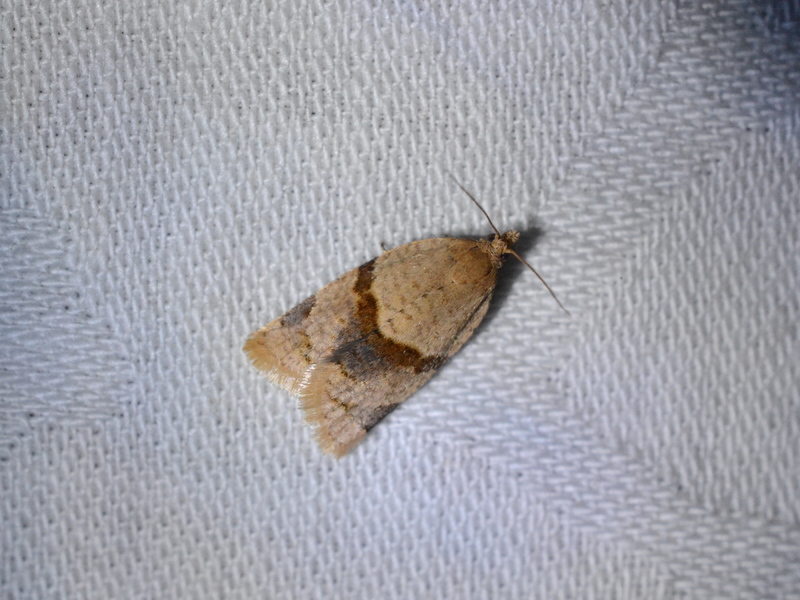 トビモンコハマキ