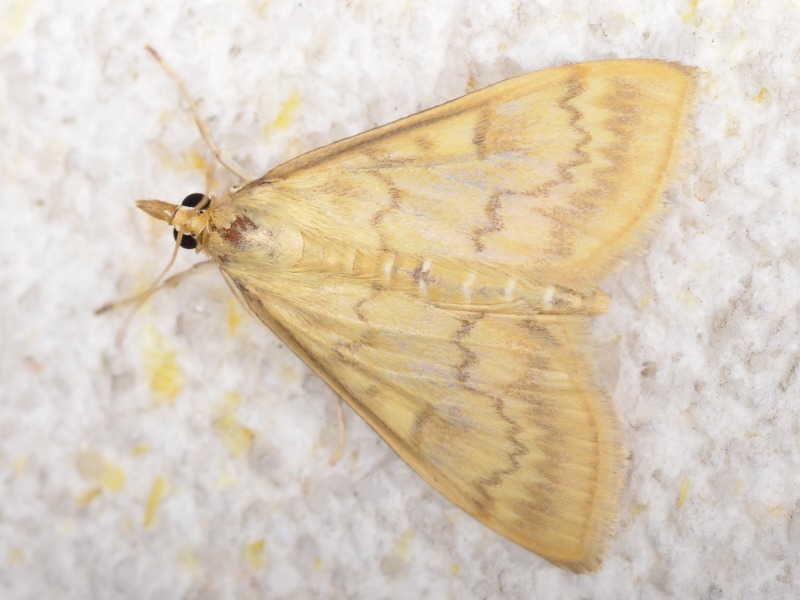 Ostrinia sp.