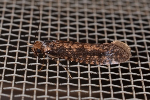 ナガバヒロズコガ