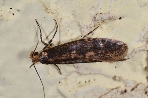 ナガバヒロズコガ