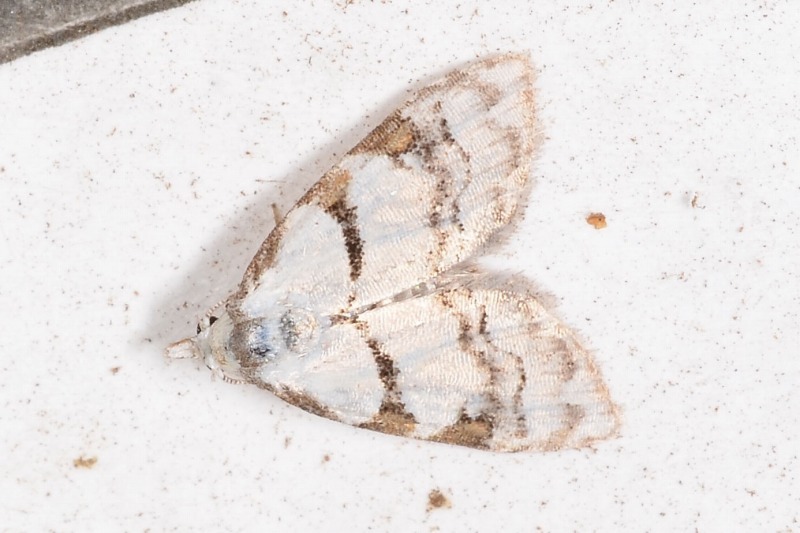 マエモンコブガ