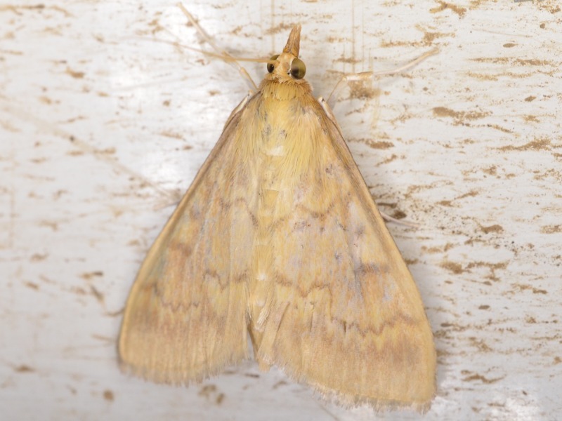 Ostrinia sp.
